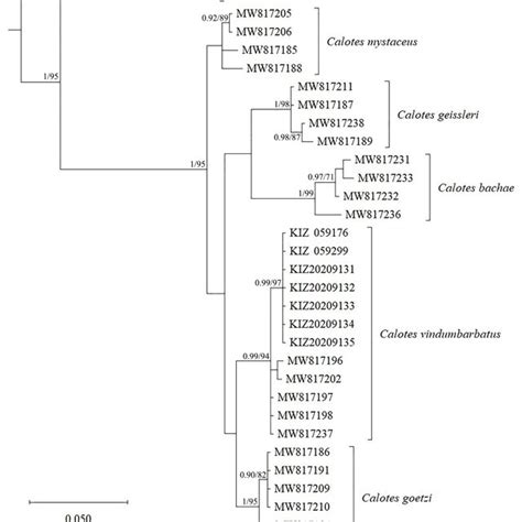 Bayesian Inference Tree Based On Mitochondrial 12s Rrna Sequences