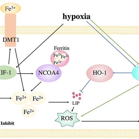 Hypoxia Regulates Hif 1 And Nrf2 To Regulate Ferroptosis Download