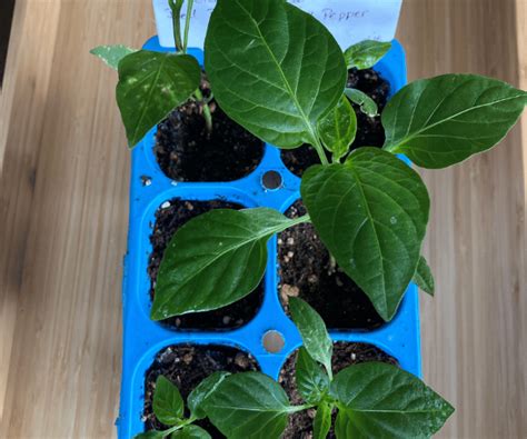 A Complete Guide To Growing Peppers From Seed In Cool Climates