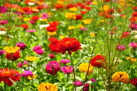 ジニアの花言葉／今は会えない人への想いを表す「百日草」 花言葉のはなたま