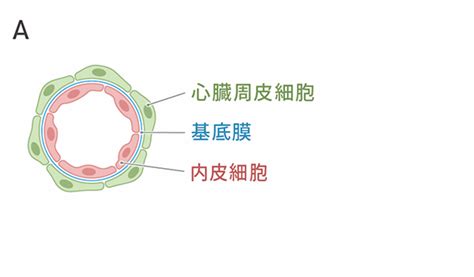 ヒトips細胞由来心外膜細胞から血管新生や心筋増殖を促す「心臓周皮細胞」を作製｜ニュース｜ニュース・イベント｜cira（サイラ） 京都大学 Ips細胞研究所