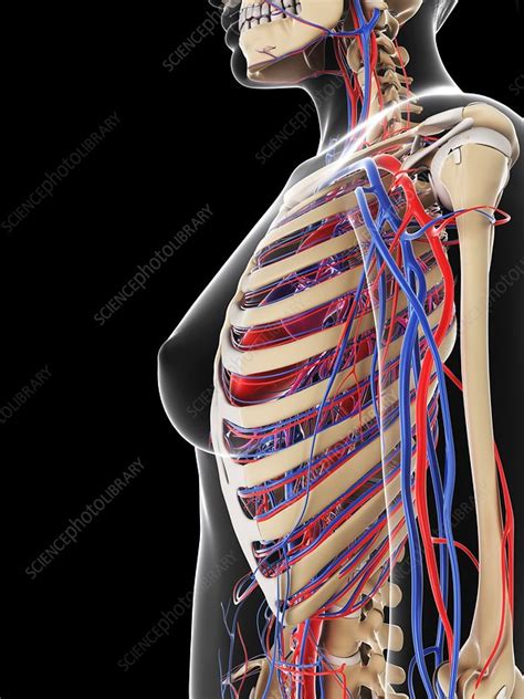Female Cardiovascular System Artwork Stock Image F006 7792 Science Photo Library