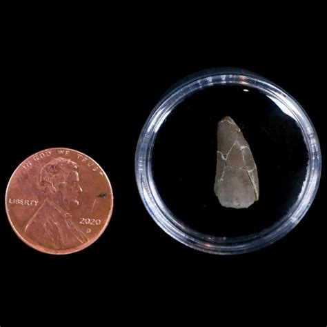 0 6 Postosuchus Rauisuchid Archosaur Fossil Tooth Chinle Formation Az Coa Display