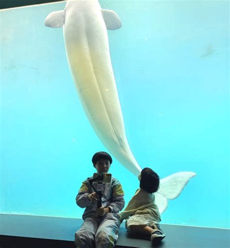 거제 비오는날 아이와 가볼만한 곳 거제씨월드 네이버 블로그