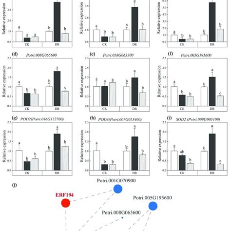 Expression Pattern And Co Expression Analysis Of Stress Related Genes Download Scientific