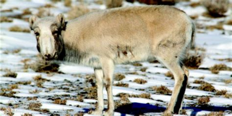Бог малын мялзан өвчин вирус зэрлэг ан амьтдад аюул учруулж байна News Mn