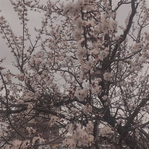 Сакура эстетика - 84 фото