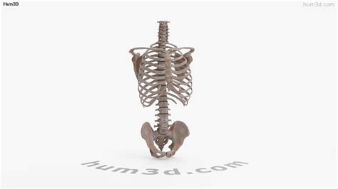 360 View Of Spinal Fixation System 3d Model 3dmodels Store