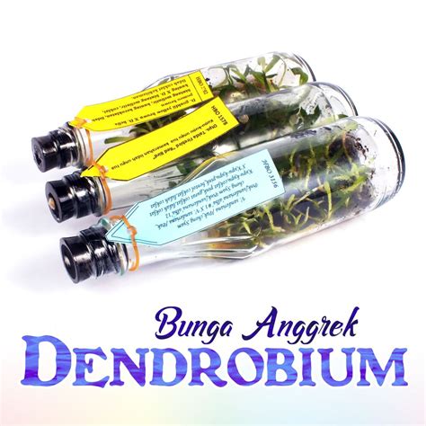 Jual Bibit Bunga Anggrek Jenis DENDROBIUM Anggrek Shopee Indonesia