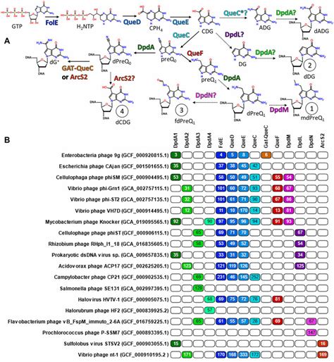 Proteins Involved In The 7 Deazaguanine Dna Modifications Pathw Ay A Download Scientific