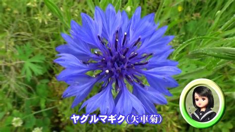 30秒の心象風景24787・青い菊～ヤグルマギク～ Youtube