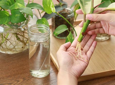Plant Propagation Online Courses Nursery Distance Learning