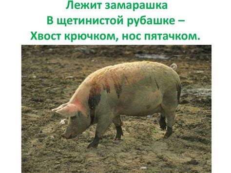 Домашние животные Заворчал живой замок лег у двери поперек презентация онлайн