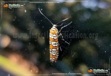 Ailanthus Webworm Moth