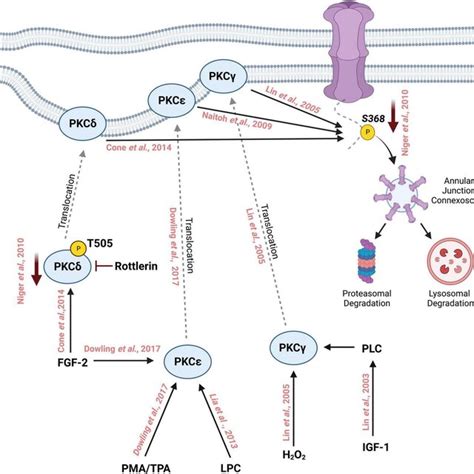 Schematic Representation Of Phosphorylation Of Cx43 By Different