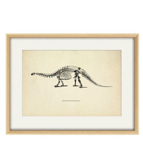 Brontosaurus Fossil