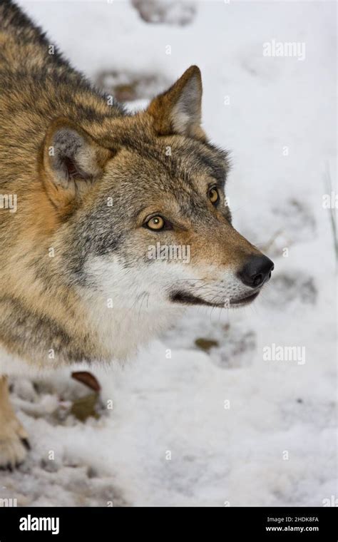 Wildlife Predator Wolf Wild Wild Animals Wild Life Predators