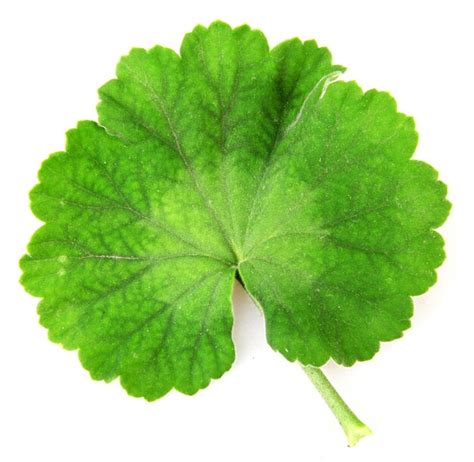 Premium Photo Geranium Pelargonium Leaf