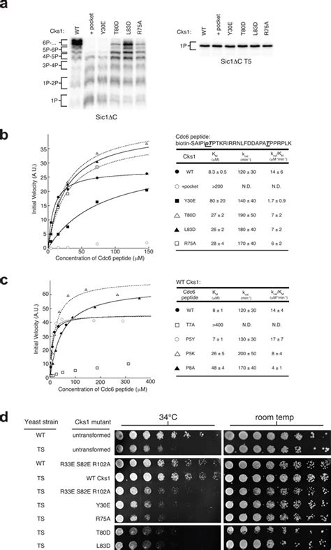 Cks Confers Specificity To Phosphorylation Dependent Cdk Signaling Pathways Abstract Europe Pmc
