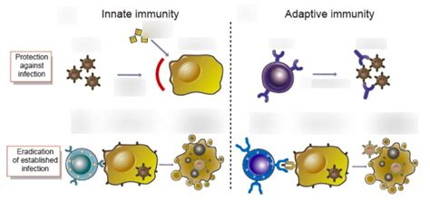 Diagram Of Adaptive And Innate Immunity Quizlet