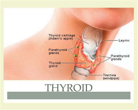 Thyroid Dry Lips