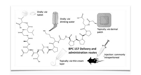Can Bpc 157 Accelerate Soft Tissue Healing Steel Supplements
