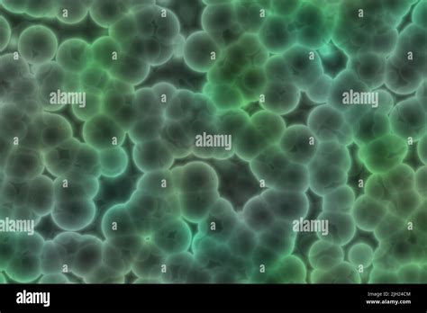 A Detecting Bacteria With Green Fluorescent Nanosensor Bacteria Under Microscope Green Stock