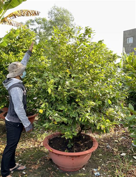Mai Hạt Giảo Thủ Đức hoa 8 12 cánh