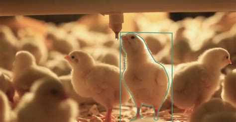 Aiml Computer Vision For The Next Generation Poultry Farms Eurocc