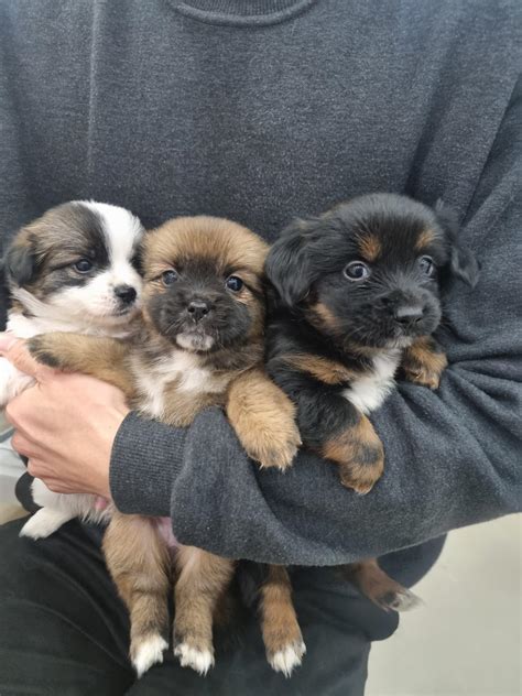 믹스견 강아지책임분양 강아지분양 고양이분양 컴투펫 시츄 셔틀랜드쉽독 말티푸 미니핀 치와와 요크셔테리어 포메라니안 말티즈 분양