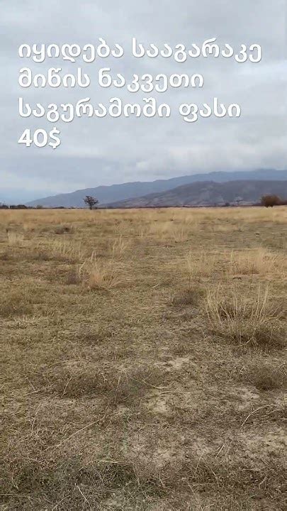იყიდება 1000კვ სააგარაკე მიწის ნაკვეთი საგურამოში შესაძლებელია დაყოფა ფასი40 დამირეკეთ