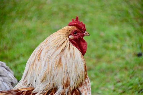 Rooster Adult Male Cock Home Free Photo On Pixabay Pixabay