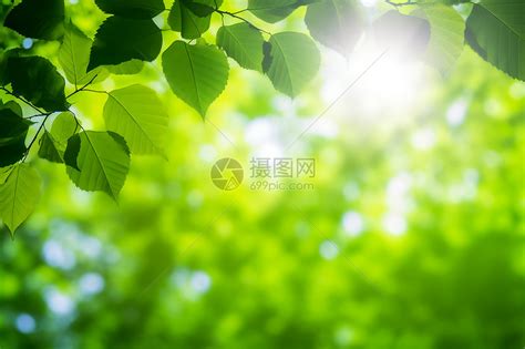树叶的特写高清图片下载 正版图片600231997 摄图网