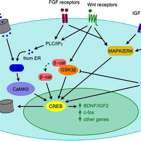 Growth Factors And Their Receptors In Synaptogenesis And Download Scientific Diagram