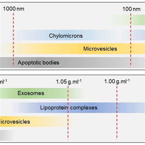 Heterogeneity Of Extracellular Vesicles And Lipoprotein Complexes