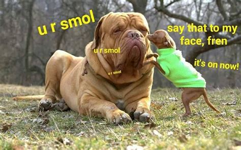 What Does Smol Bean Mean