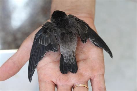 Philippines Swifts And Swiftlets Information Earth Life