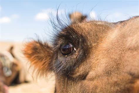 Camel Eye Copyright Free Photo By M Vorel Libreshot