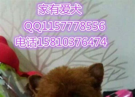 泰迪多少钱 泰迪成年体重多少 泰迪照片 宠物交易 桂林分类信息 桂林二手市场