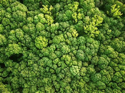 Birds Eye View Forest Aerial Free Photo On Pixabay Pixabay