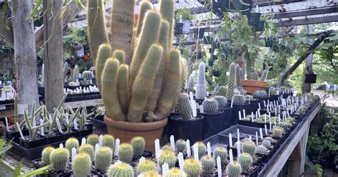 Roraima Nursery Lara Whatsbest Australia