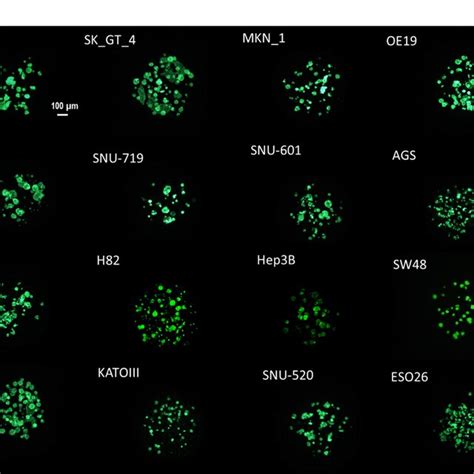 Cancer Spheroid Array Chip Based On Micropillar And Microwell Chips