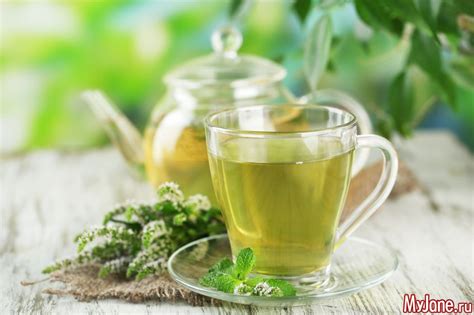 Ароматная мелисса для здоровья и красоты - мелисса, лекарственные ...