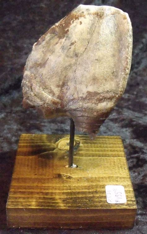 Fossil Rhinoceros Tooth Paleo Joe