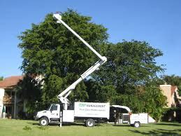 The Significance Of Tree Removal Service Assignment Point