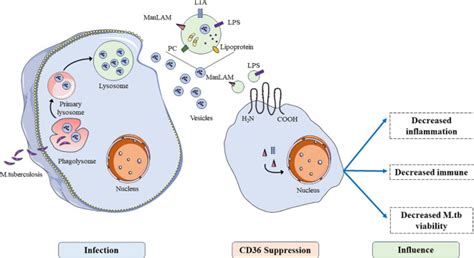 The Function Of Cd36 In Mycobacterium Tuberculosis Infection Pmc