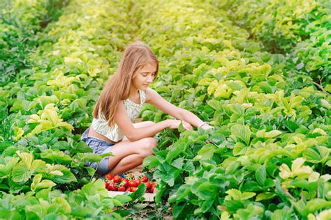 딸기를 손에 들고 있는 아이 아이들은 유기농 딸기 농장에서 신선한 과일을 따고 있습니다 유기농 베리 농장에서 딸기를 따고 먹는 행복한 소녀 딸기 농장 밭 잘 익은 붉은 열매