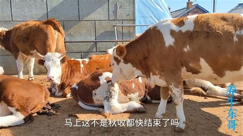 几亩薄田几头牛，老婆孩子热炕头”的生活会越来越让村里人羡慕 Youtube