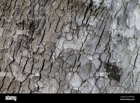 Old Gray Tree Bark Natural Background Photo Texture Stock Photo Alamy
