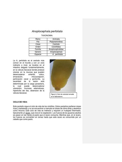 Anoplocephala Perfoliata 1 Ucc Pdf Especialidades Medicas